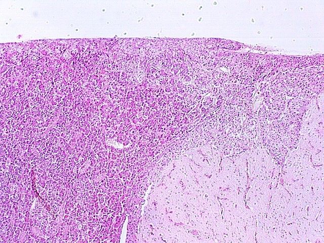 Lab Exercises Endocrine I: Pituitary