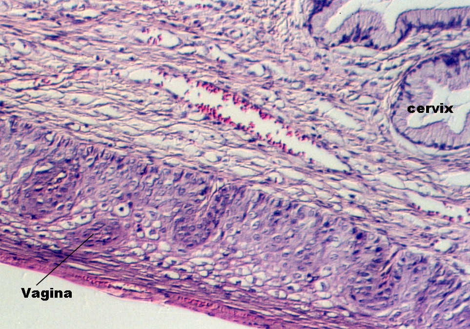 Ovary, preovulation | Microanatomy Web Atlas | Gwen V. Childs, Ph.D.